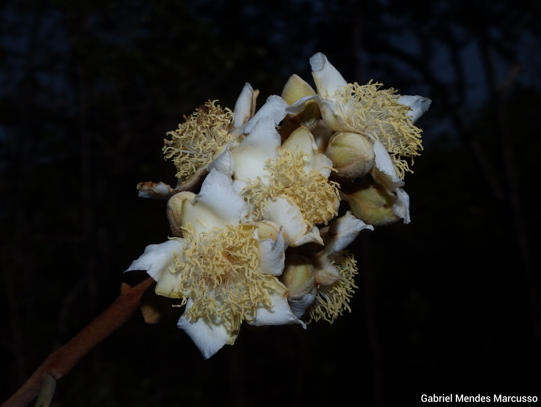 Parque Nacional de Anavilhanas - Banco de imagens