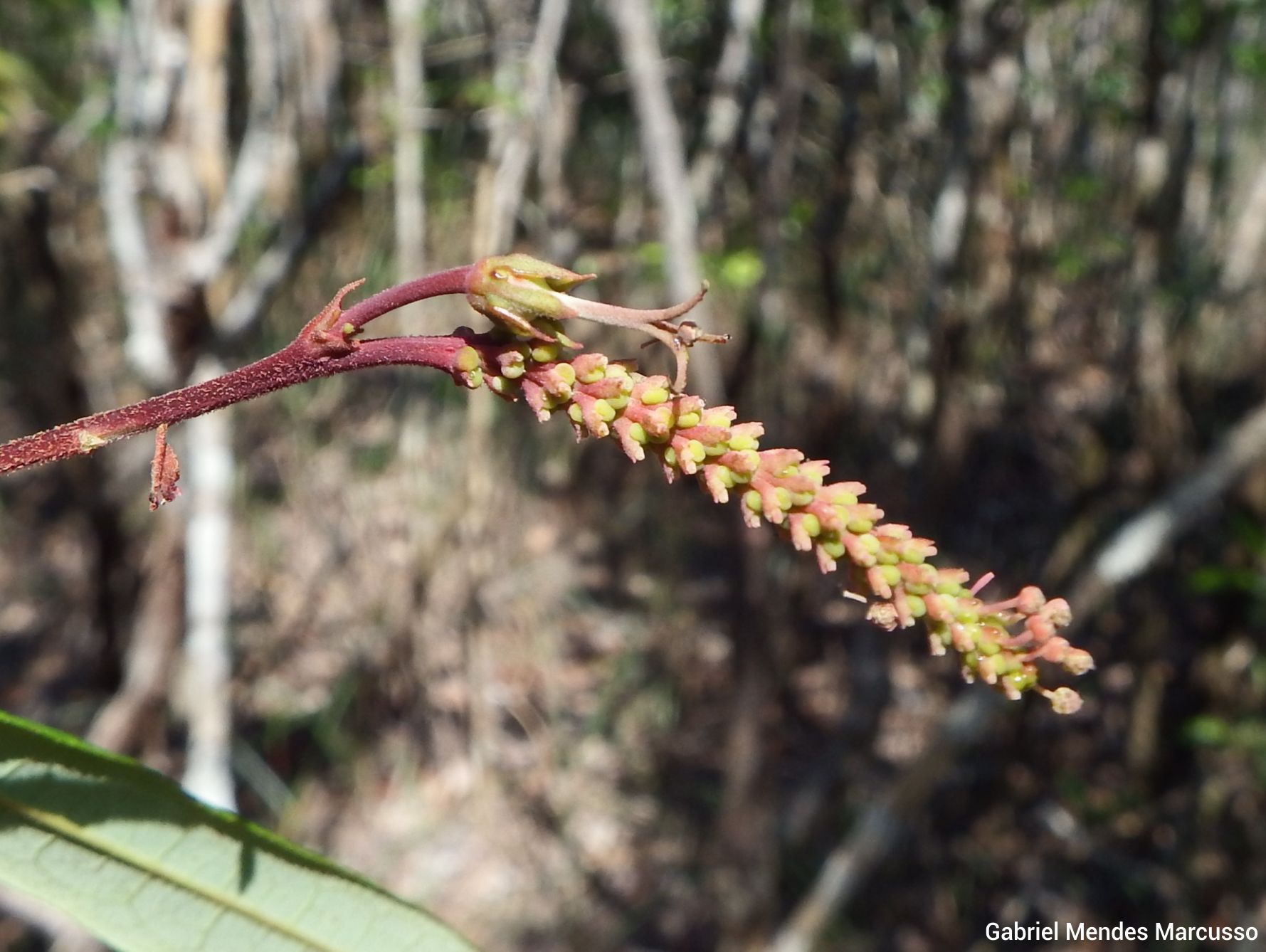 Parque Nacional de Anavilhanas - Banco de imagens