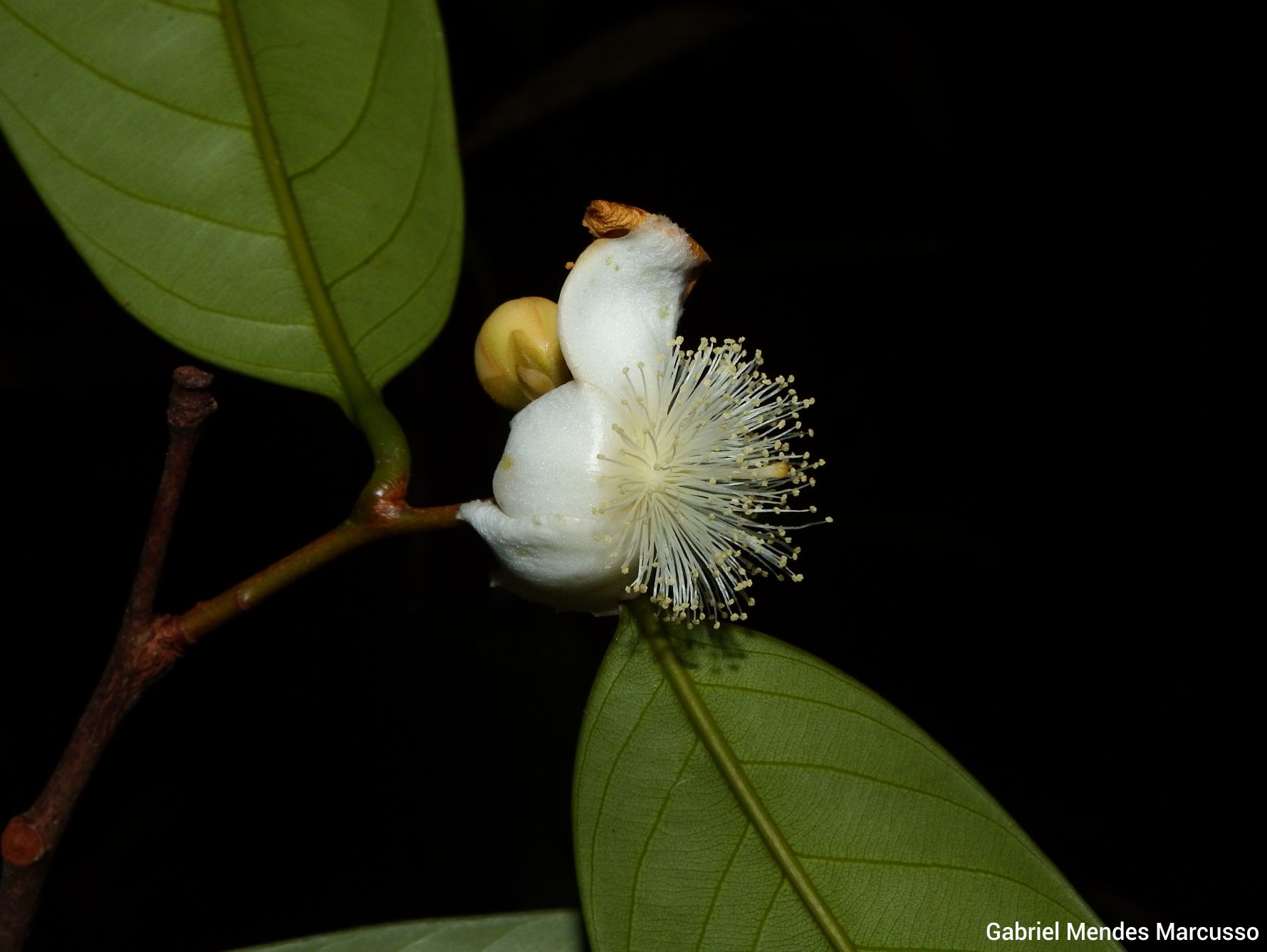 Parque Nacional de Anavilhanas - Banco de imagens