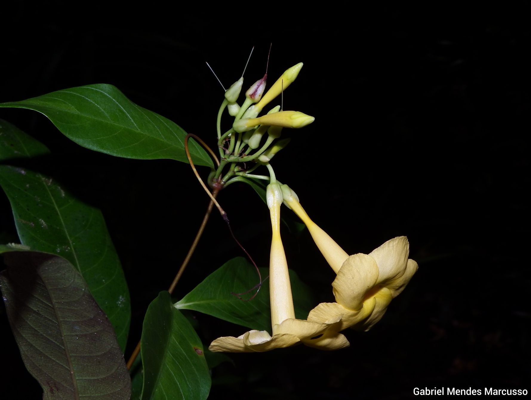 Parque Nacional de Anavilhanas - Banco de imagens
