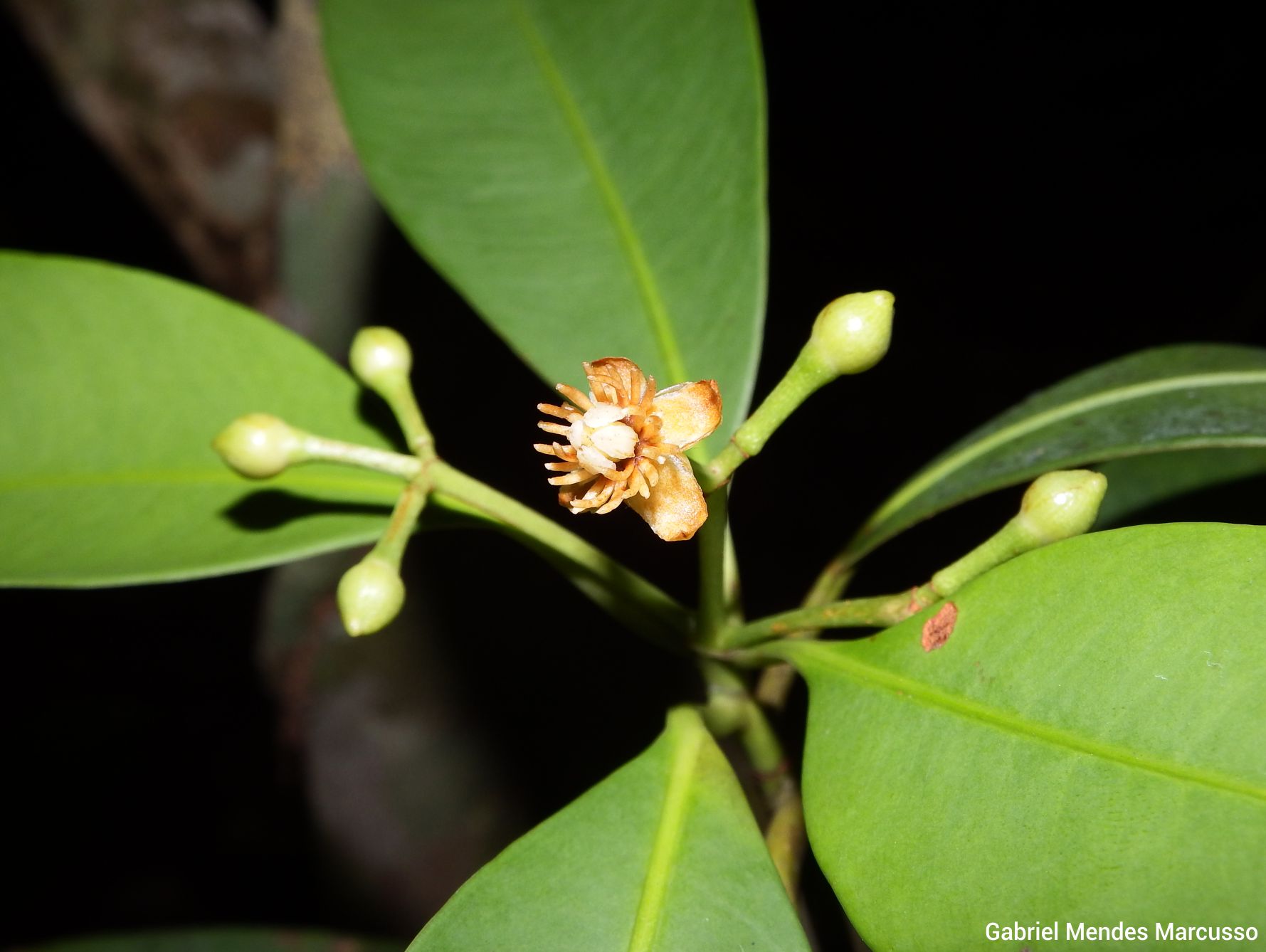 Parque Nacional de Anavilhanas - Banco de imagens