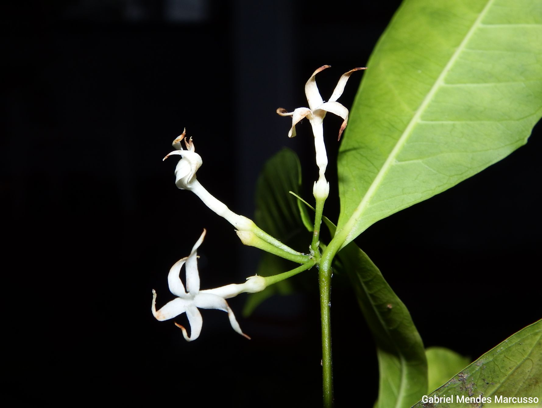 Parque Nacional de Anavilhanas - Banco de imagens