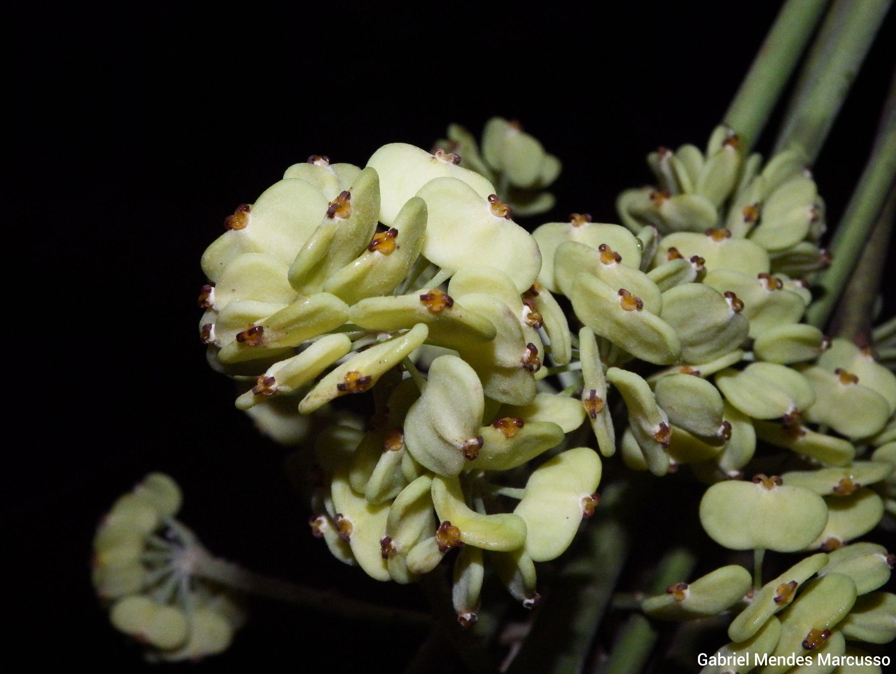 Parque Nacional de Anavilhanas - Banco de imagens