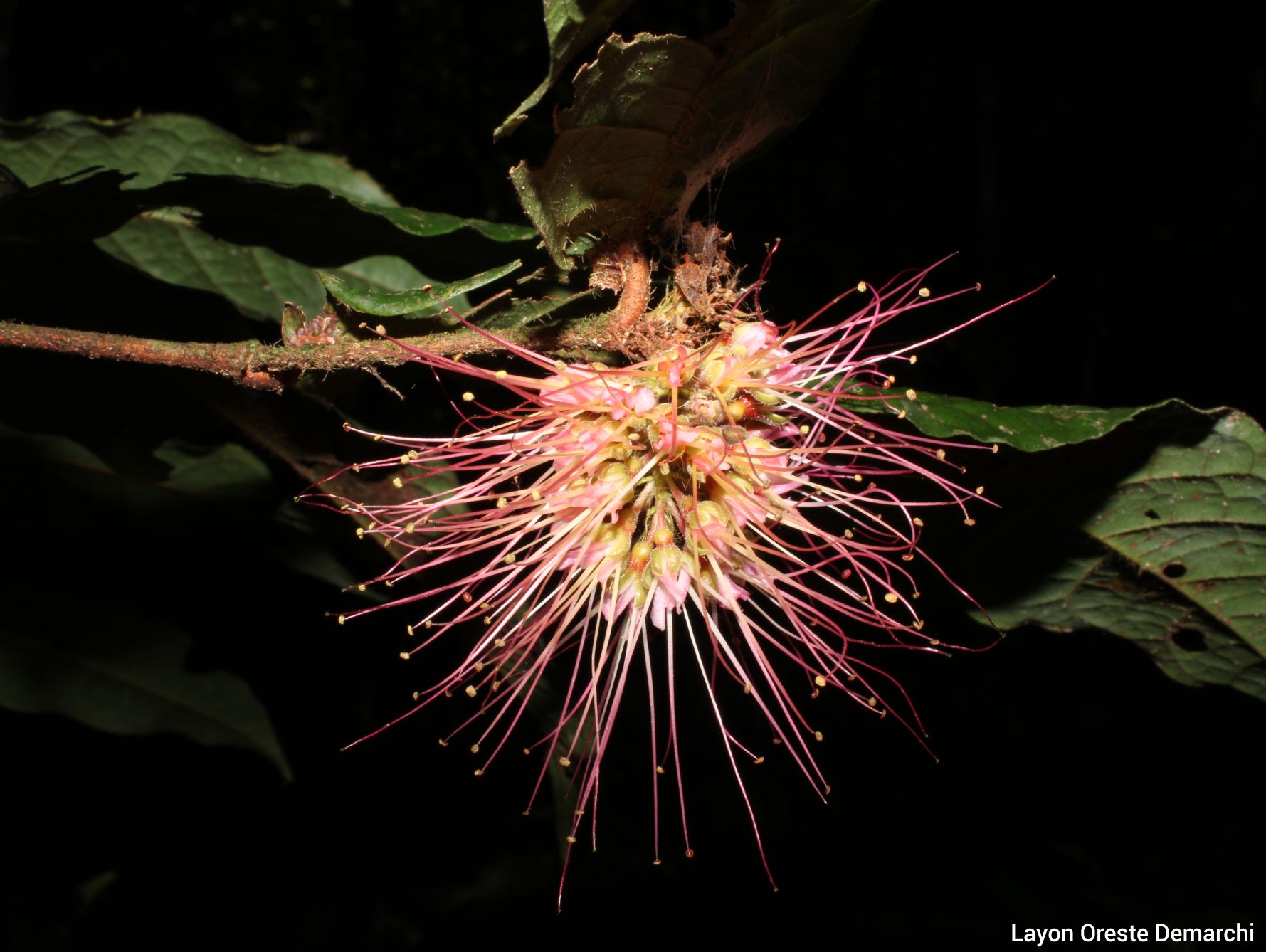 Parque Nacional de Anavilhanas - Banco de imagens