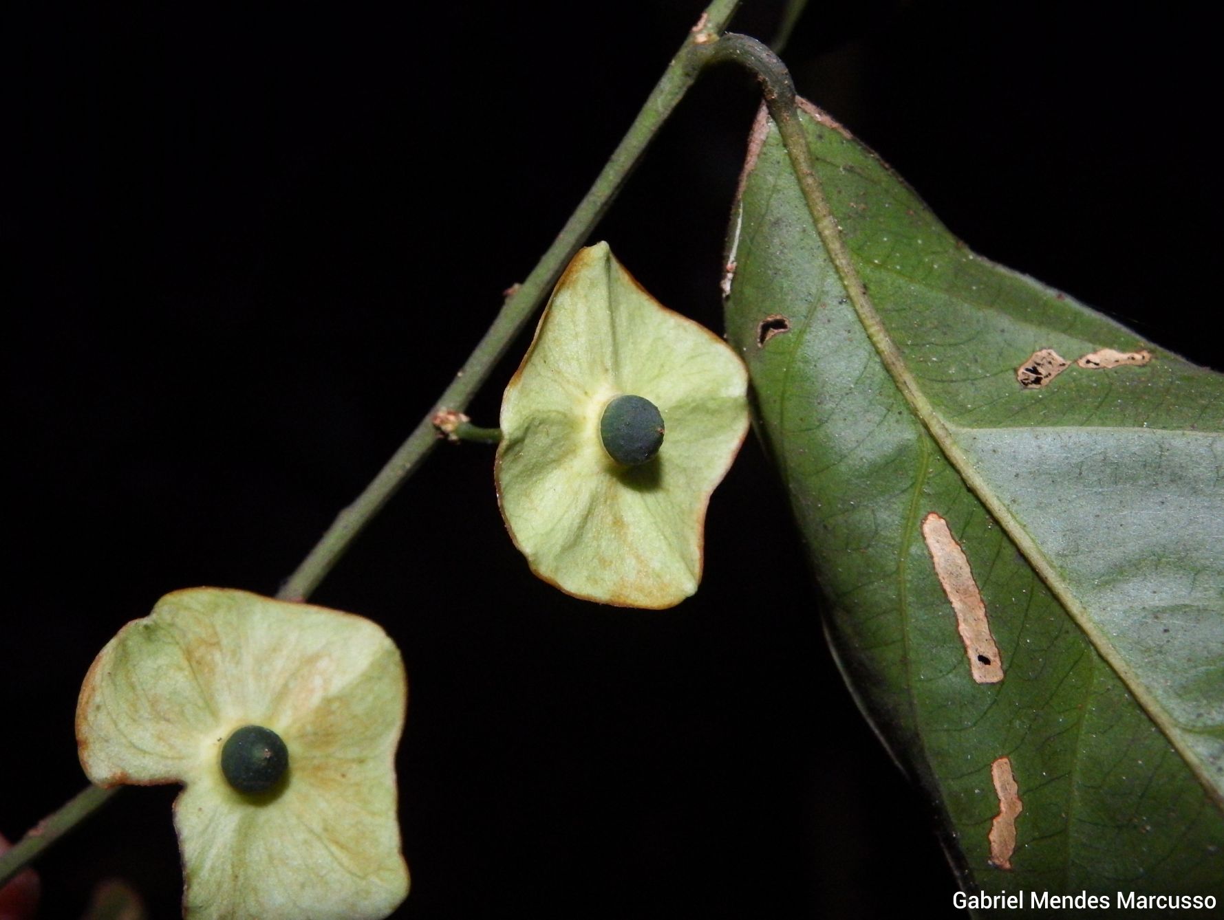 Parque Nacional de Anavilhanas - Banco de imagens
