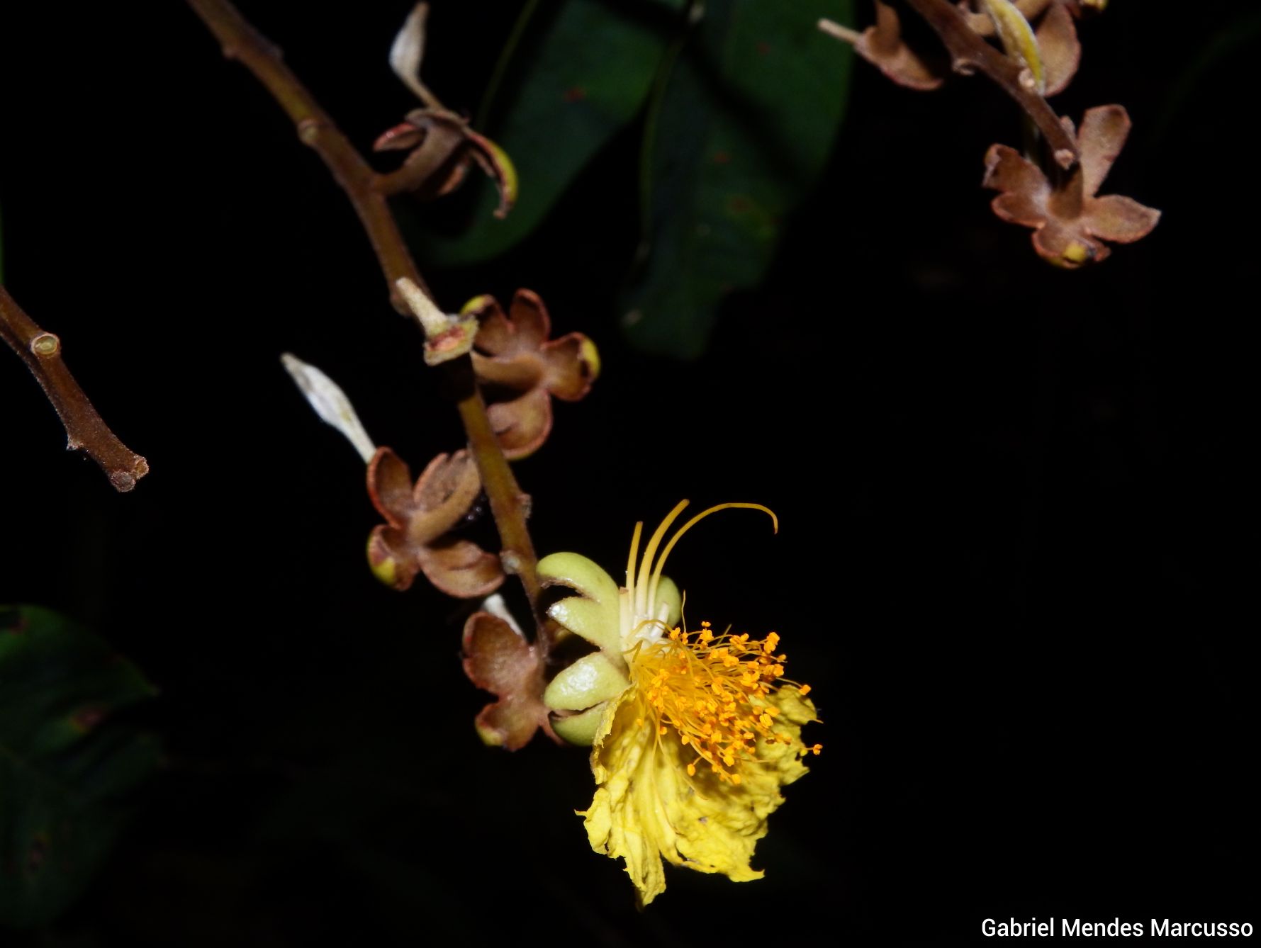 Parque Nacional de Anavilhanas - Banco de imagens