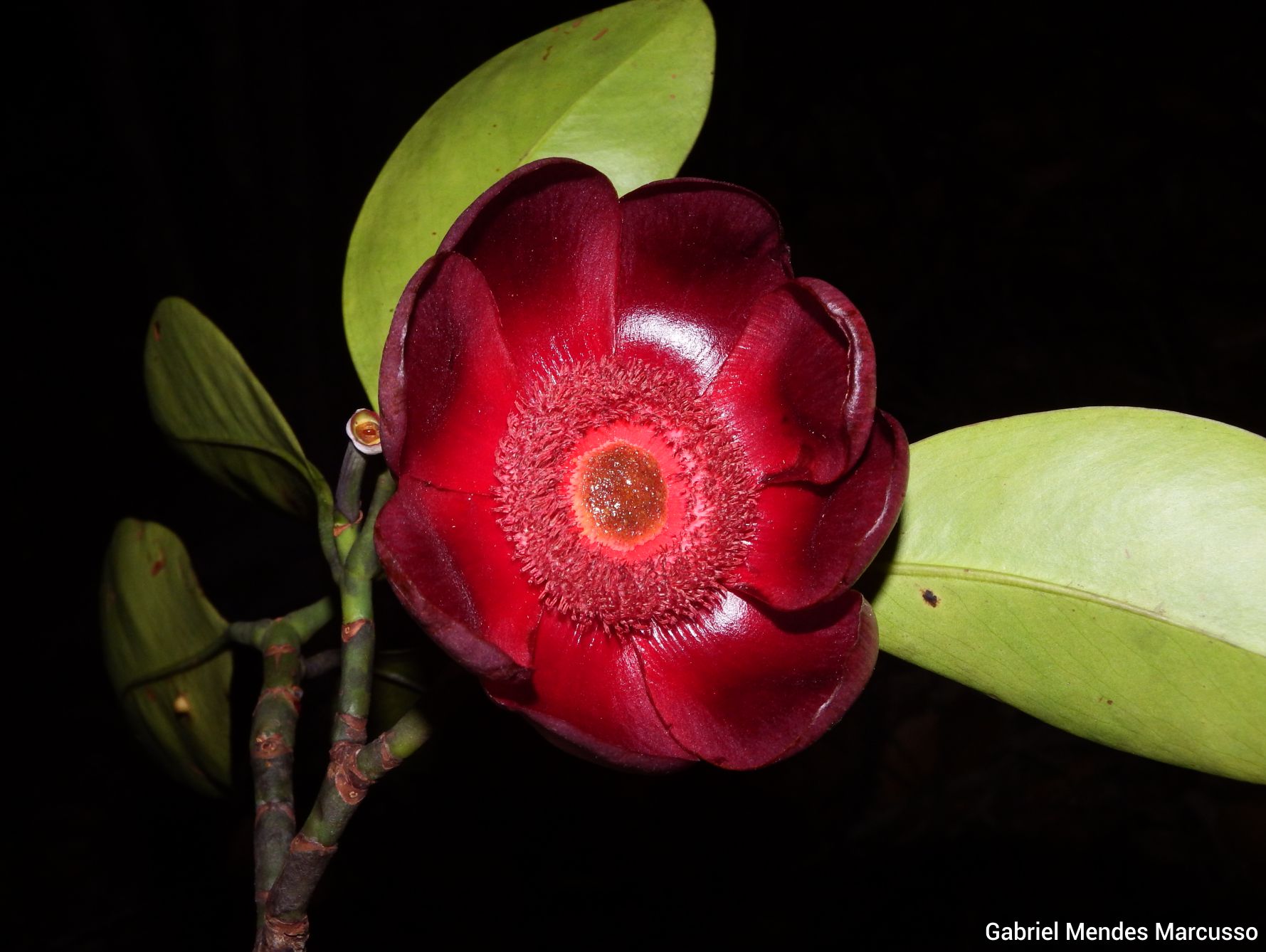Parque Nacional de Anavilhanas - Banco de imagens