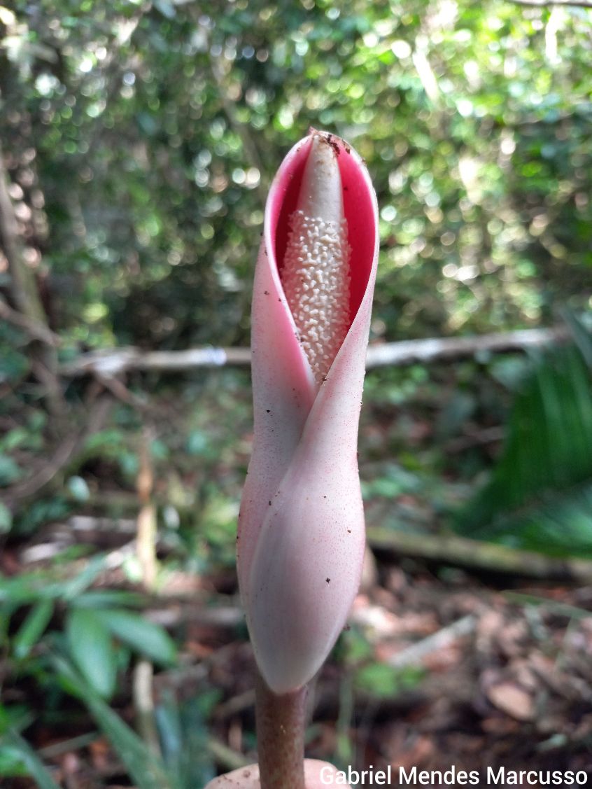 Parque Nacional de Anavilhanas - Banco de imagens