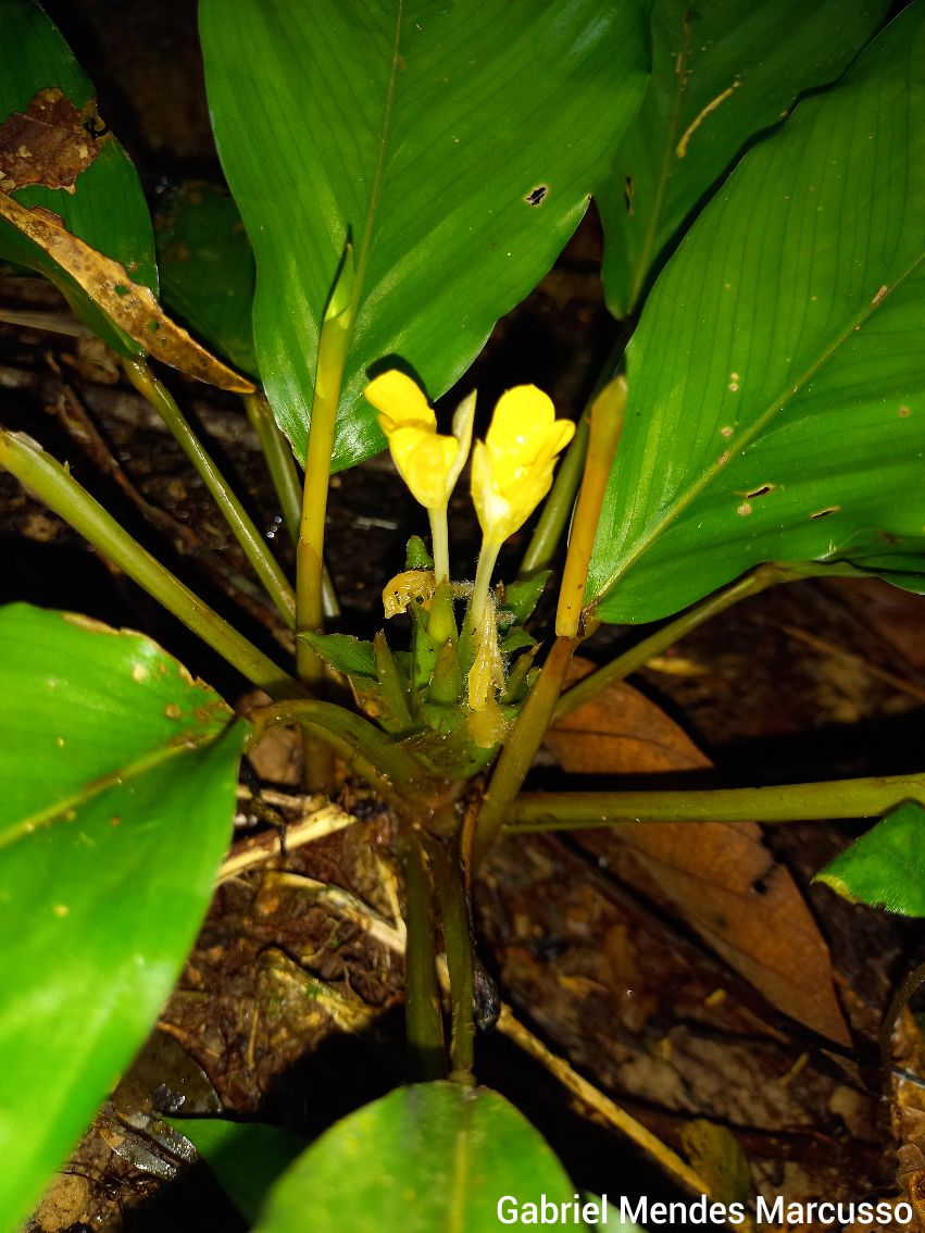 Parque Nacional de Anavilhanas - Banco de imagens